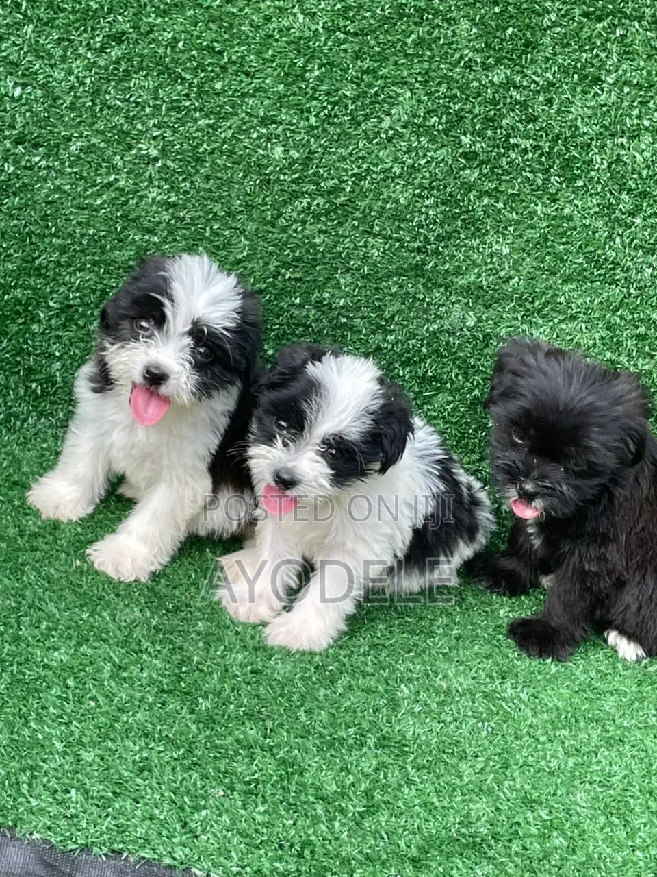 1-3 months Male Purebred Lhasa Apso in Lagos State - Dogs & Puppies ...