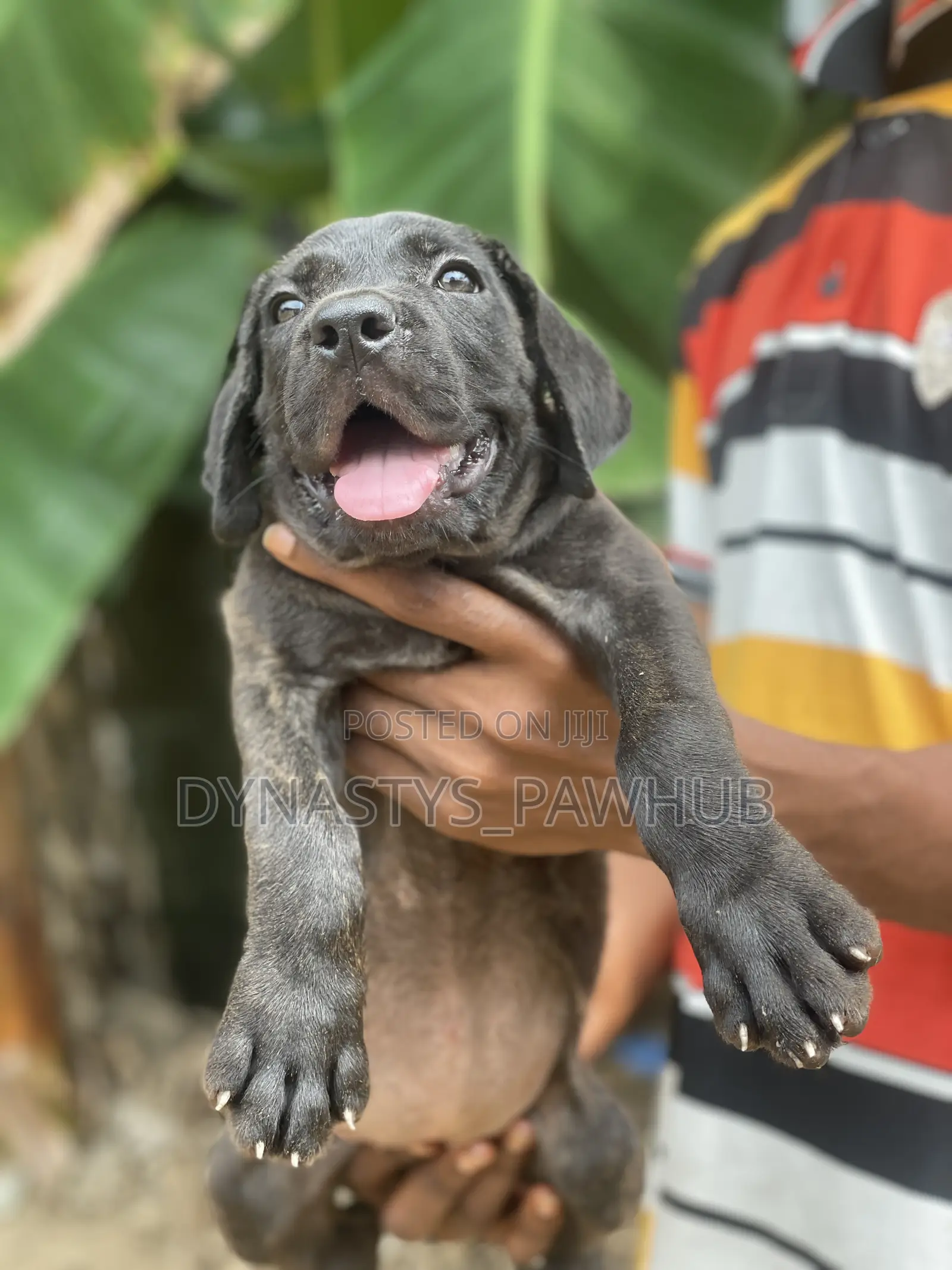 1-3 months Female Purebred Cane Corso in Port-Harcourt - Dogs & Puppies ...