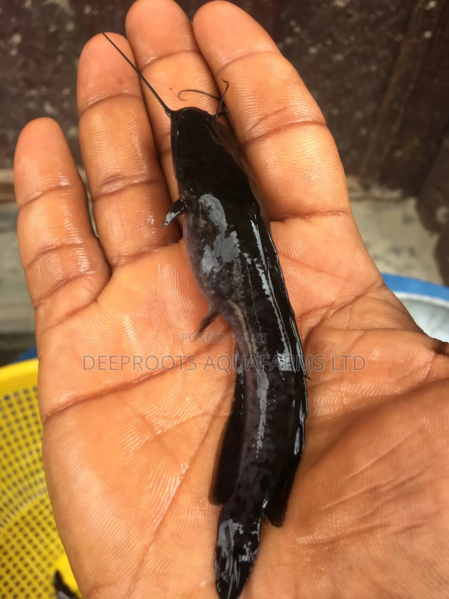 (500 Pieces)Catfish Jumbo for Sale in Alimosho - Farm Animals ...