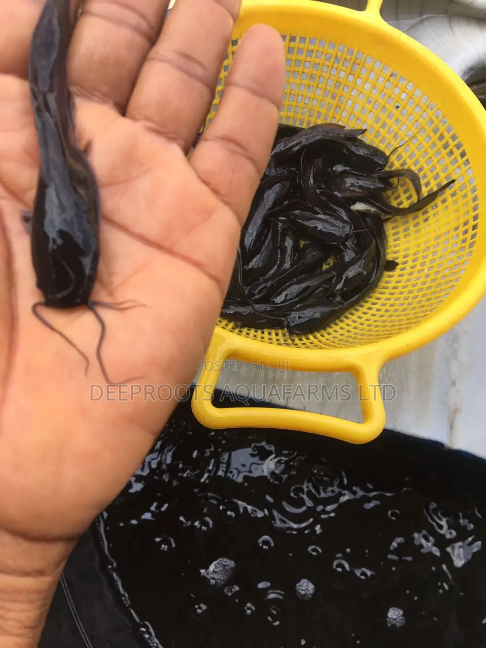 (1000 Pieces)African Catfish Juveniles- Fast Growth and High Yield in ...