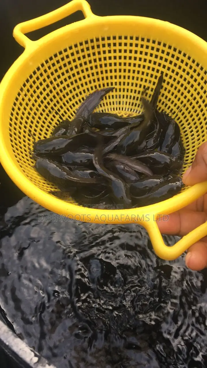 (1000 Pieces)Fast Growing Catfish Juveniles for Aquaculture in Alimosho ...