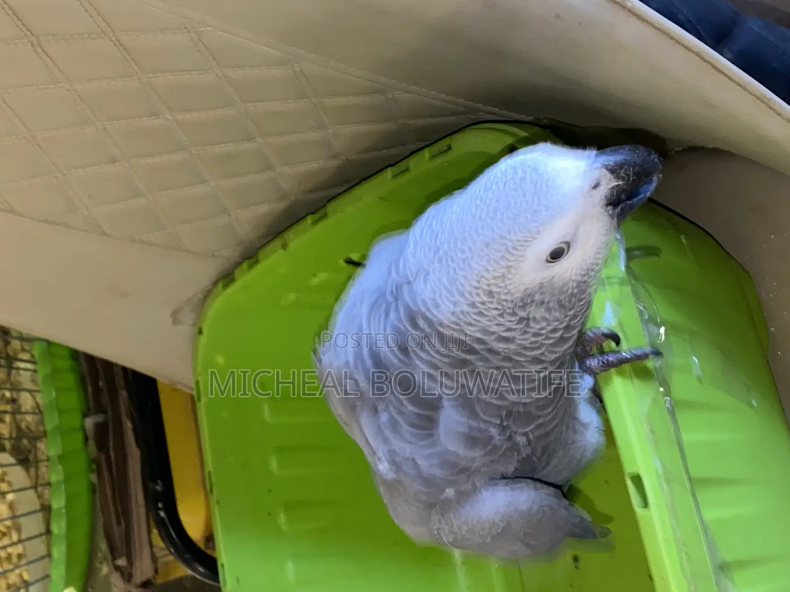 African Gray Pet in Lugbe District - Birds, Ek Exclusive Pet | Jiji.ng