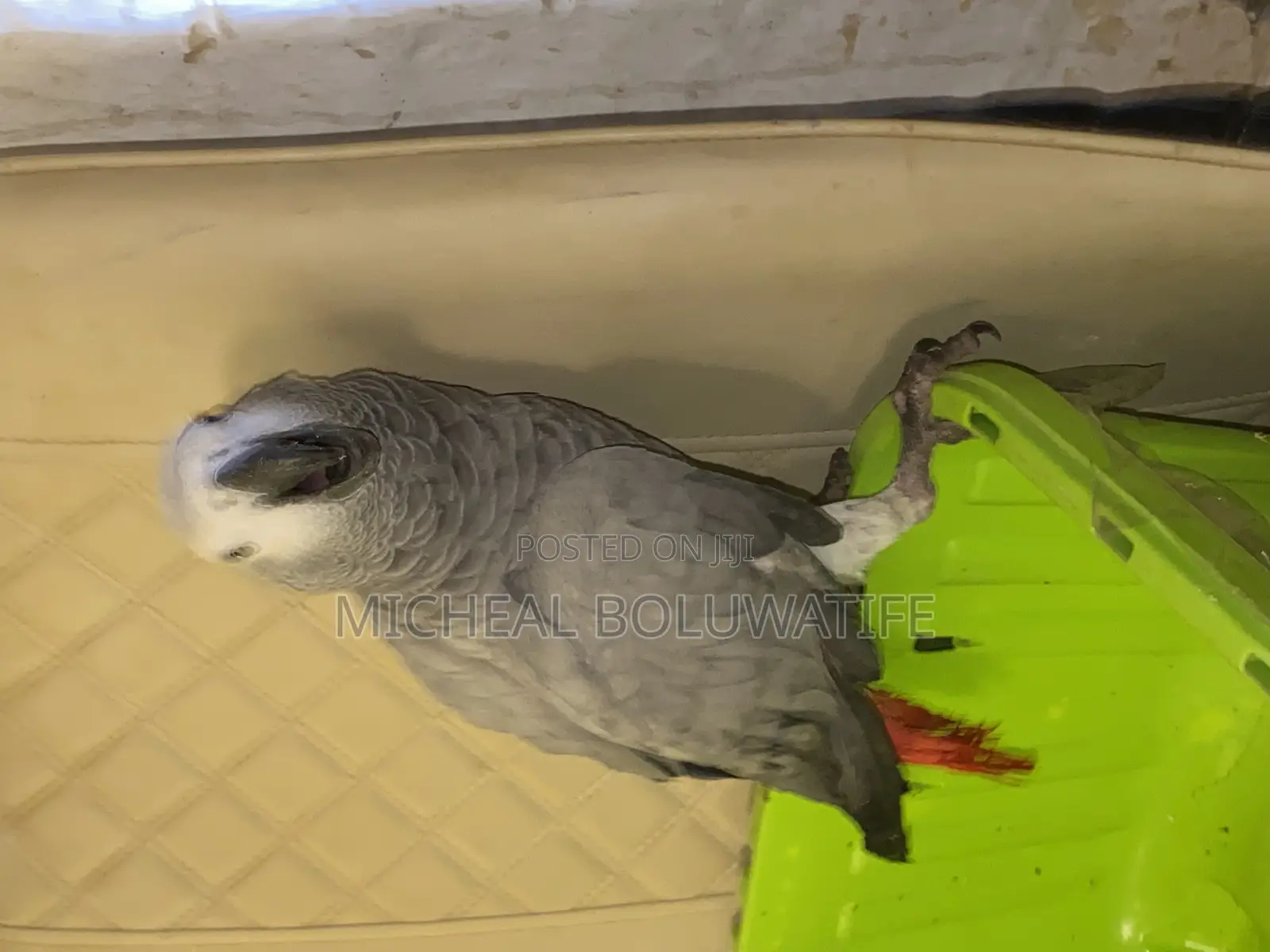 African Gray Pet in Lugbe District - Birds, Ek Exclusive Pet | Jiji.ng