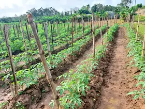 Farm Beta Advisory in Idu Industrial - Feeds, Supplements & Seeds, Oladiran Farms And Agric Ent ...