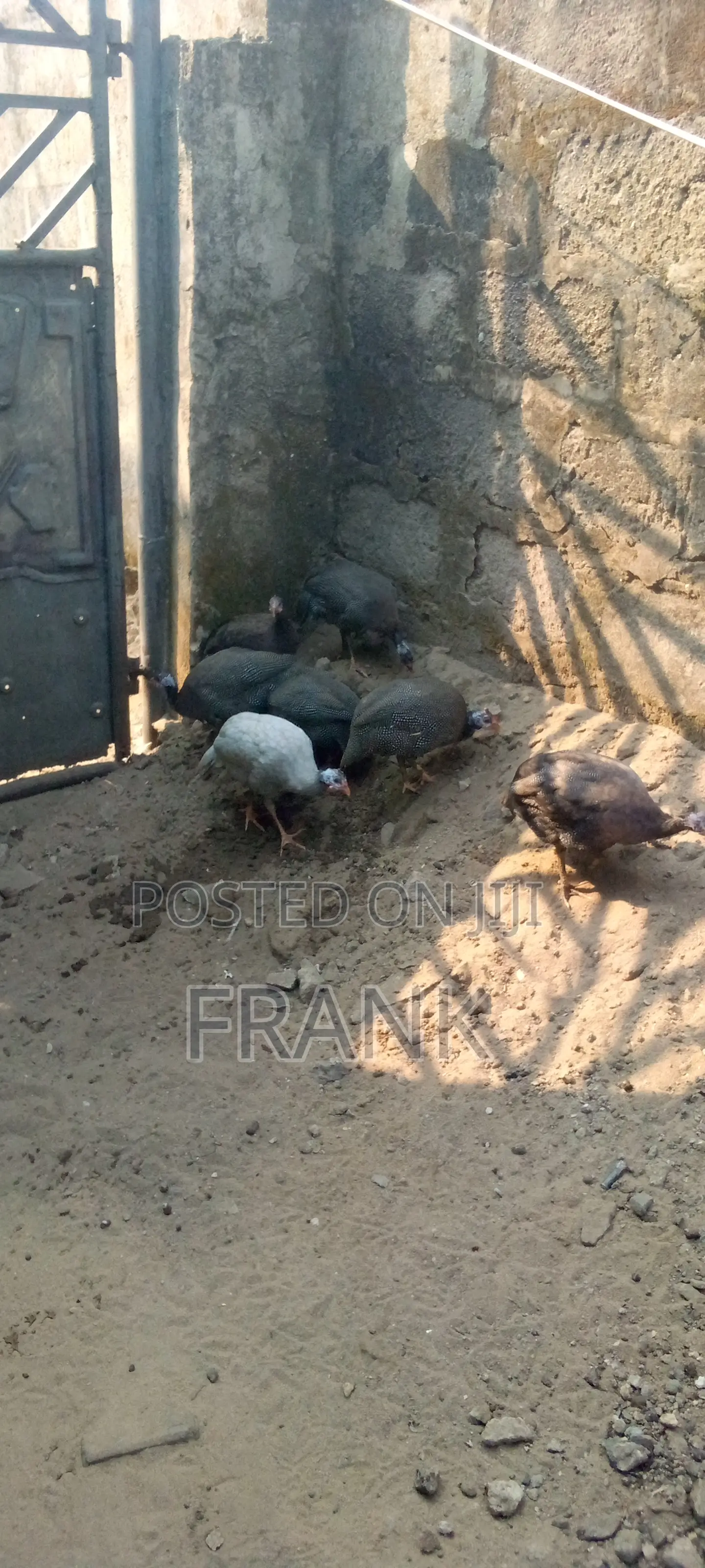 Guinea Fowl in Port-Harcourt - Birds, Frank | Jiji.ng