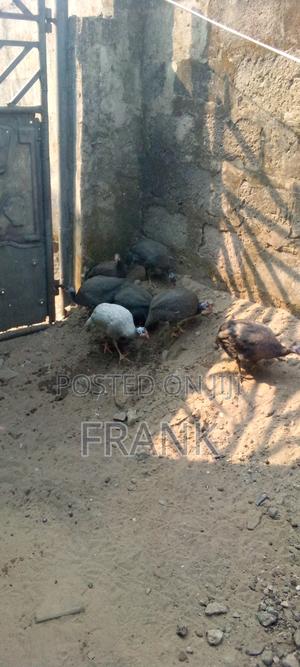 Guinea Fowl in Port-Harcourt - Birds, Frank | Jiji.ng