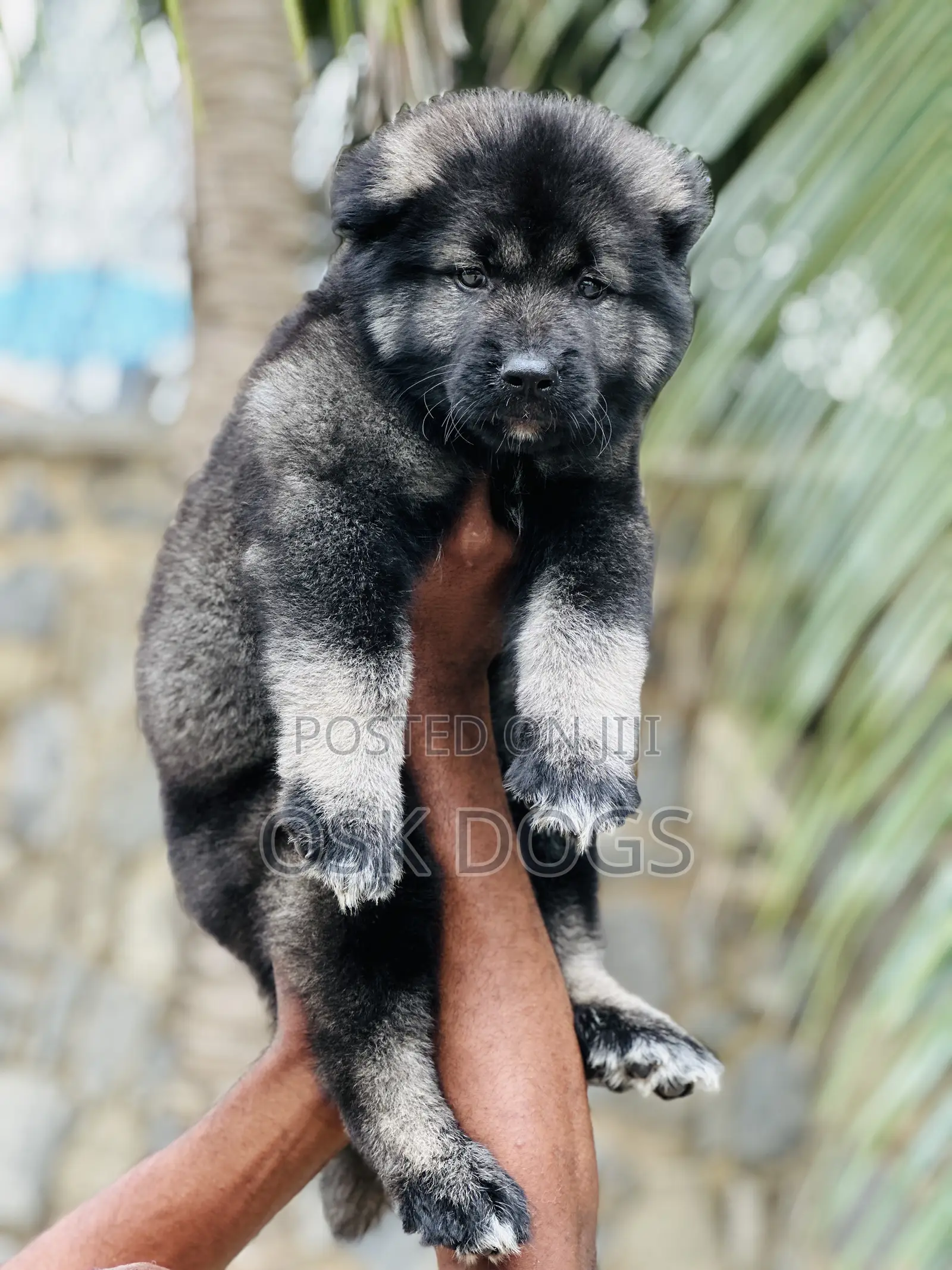 1-3 months Male Purebred Caucasian Shepherd in Ojodu - Dogs & Puppies ...
