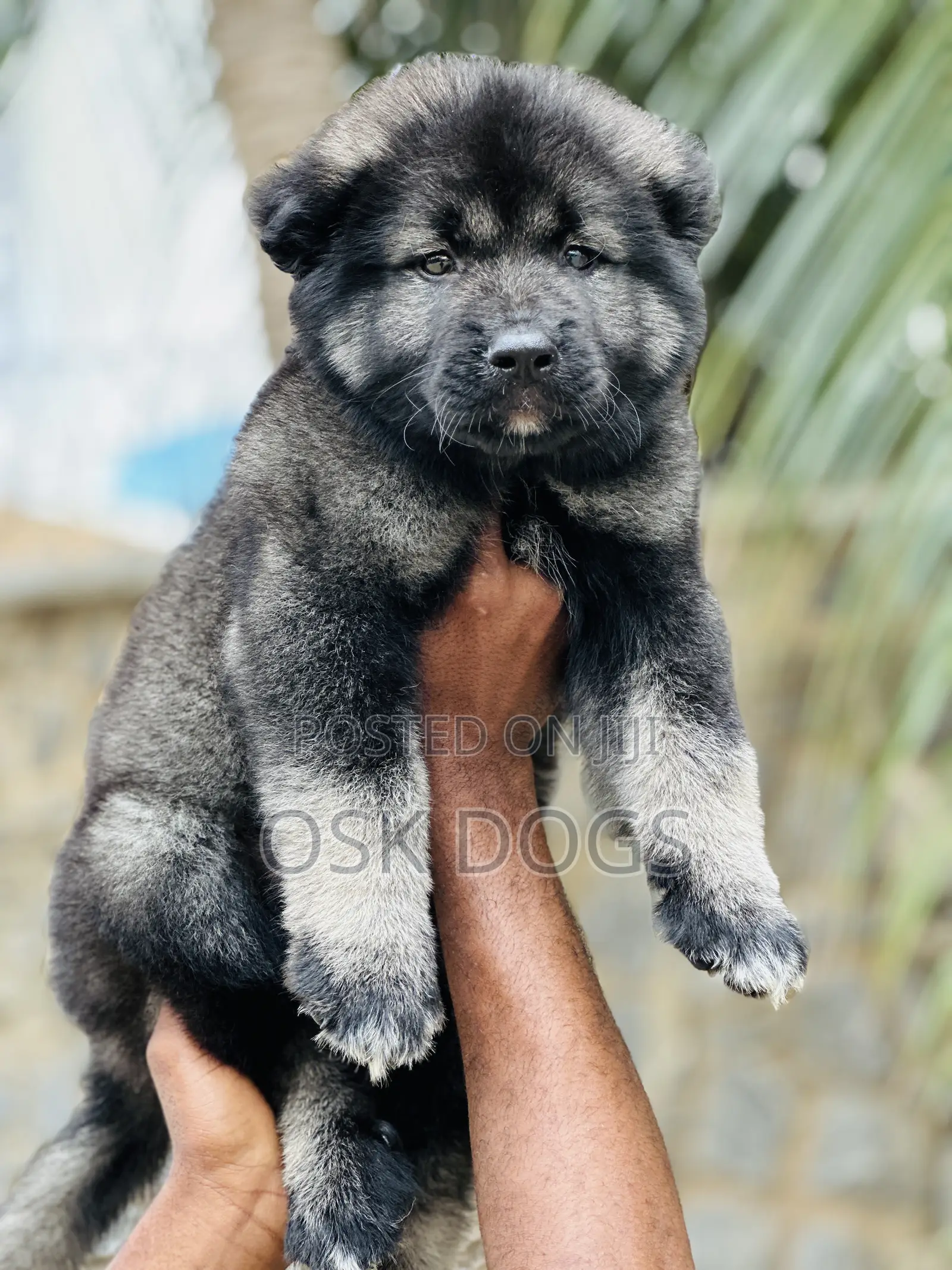 1-3 months Male Purebred Caucasian Shepherd in Ojodu - Dogs & Puppies ...