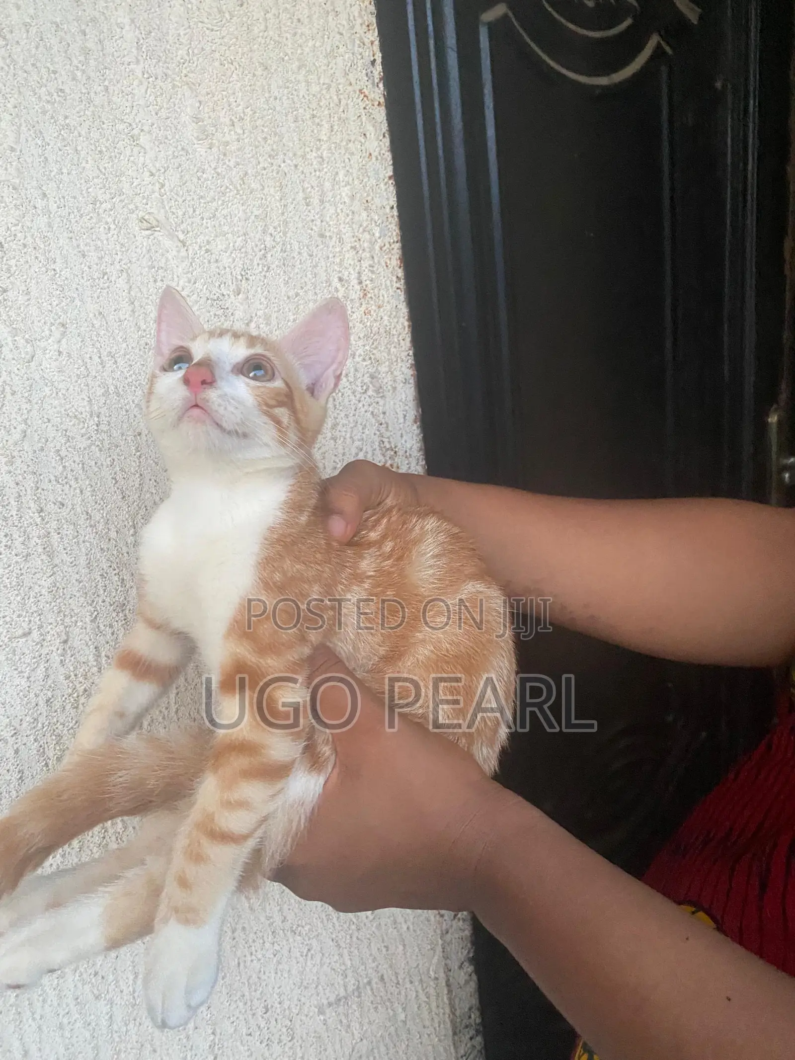 3-6 months Male Purebred orange cat in Ojo - Cats & Kittens, Ugo Pearl ...