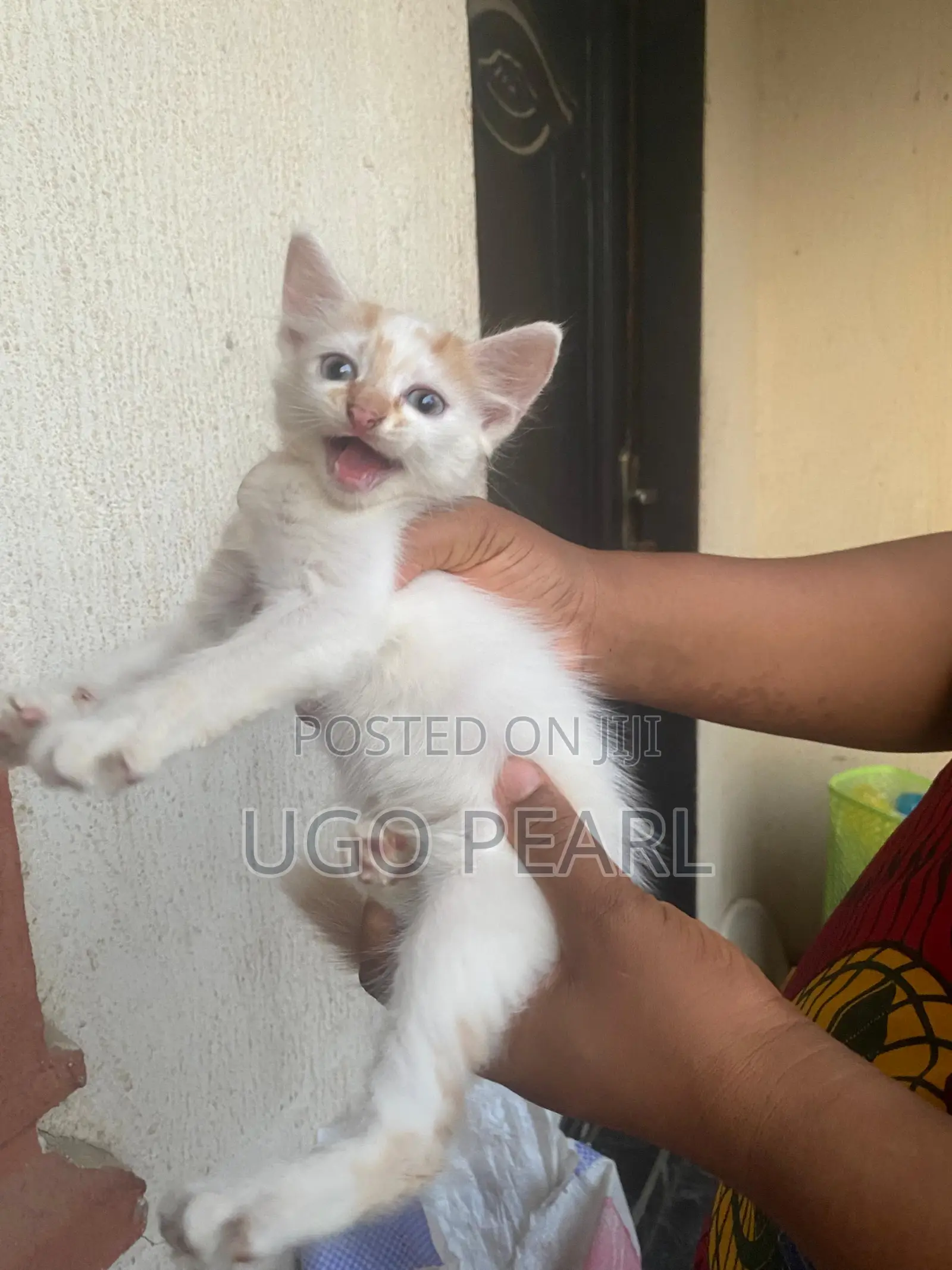 1-3 months Male Mixed Breed orange in Ojo - Cats & Kittens, Ugo Pearl ...