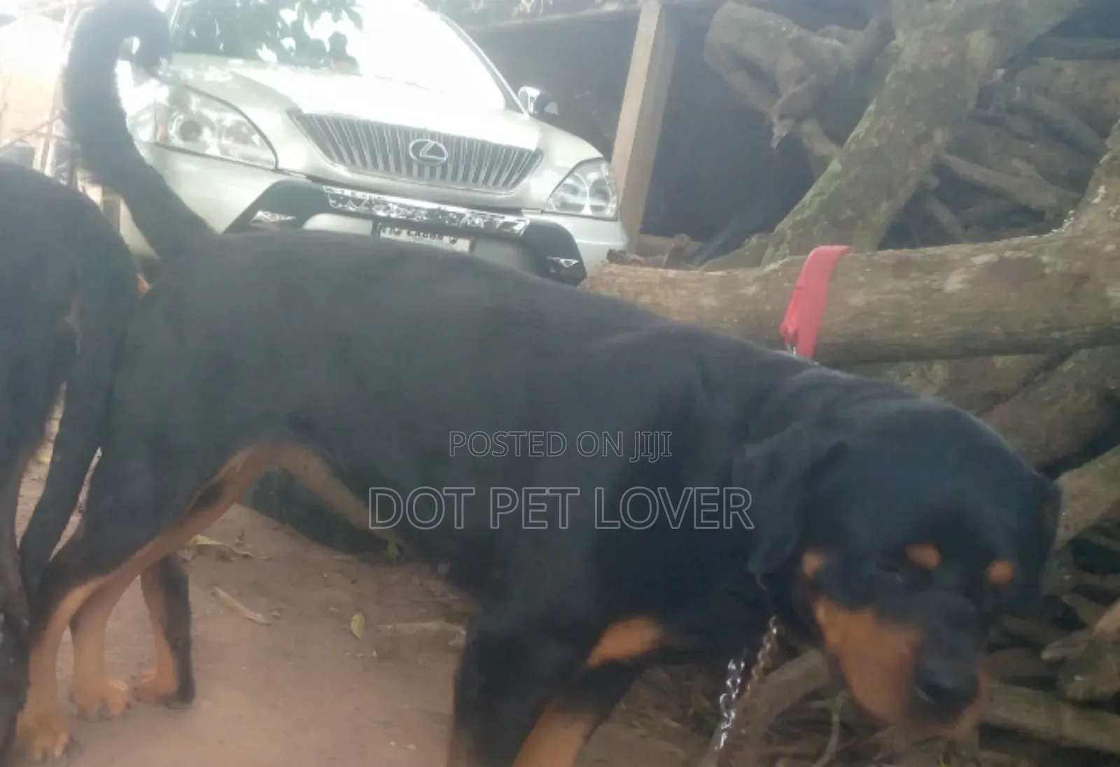 1+ year Female Purebred Rottweiler in Akure - Dogs & Puppies, Daniel ...