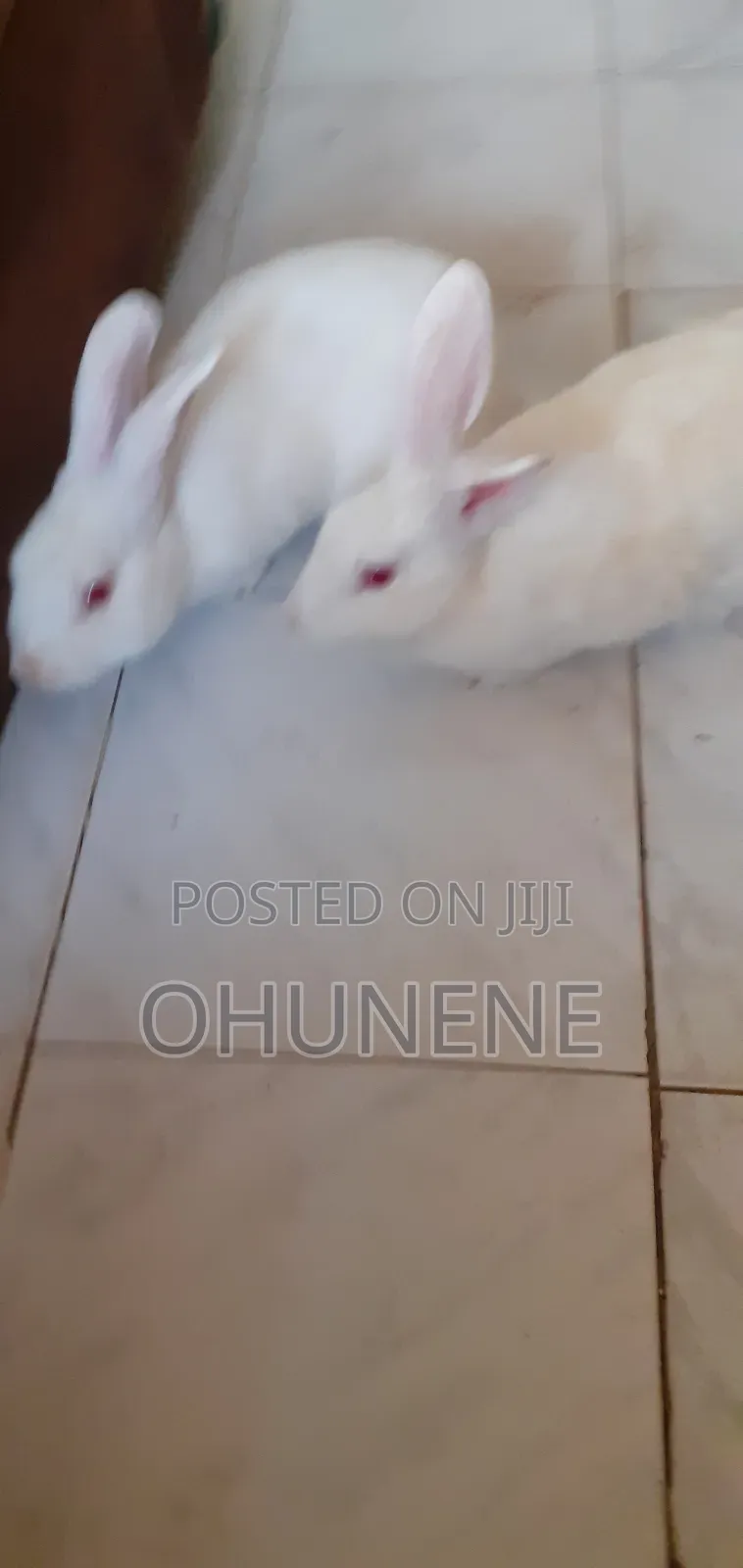 Beautiful Rabbits Male and Female in Lugbe District - Farm Animals ...