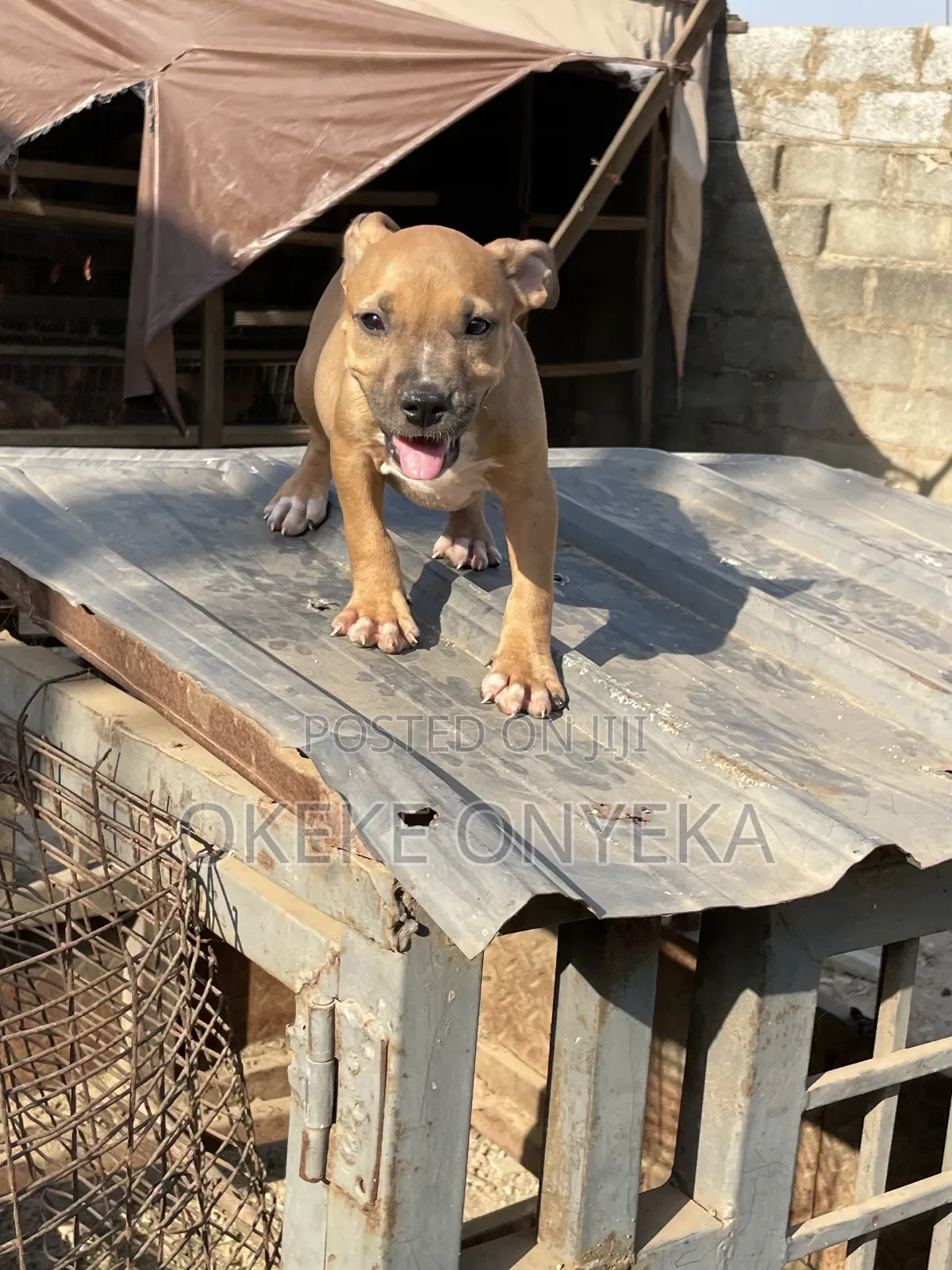 1-3 months Male Purebred American Pit Bull Terrier in Kubwa - Dogs ...