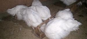 D Excellence Farming Spot in Kumbotso - Farm Animals, Aisha Ismail Musa ...