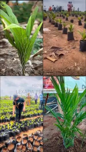 Palmcrest: The Crest of Innovation in Palm Oil in Imeko Afon - Land & Plots for Sale, Joseph ...