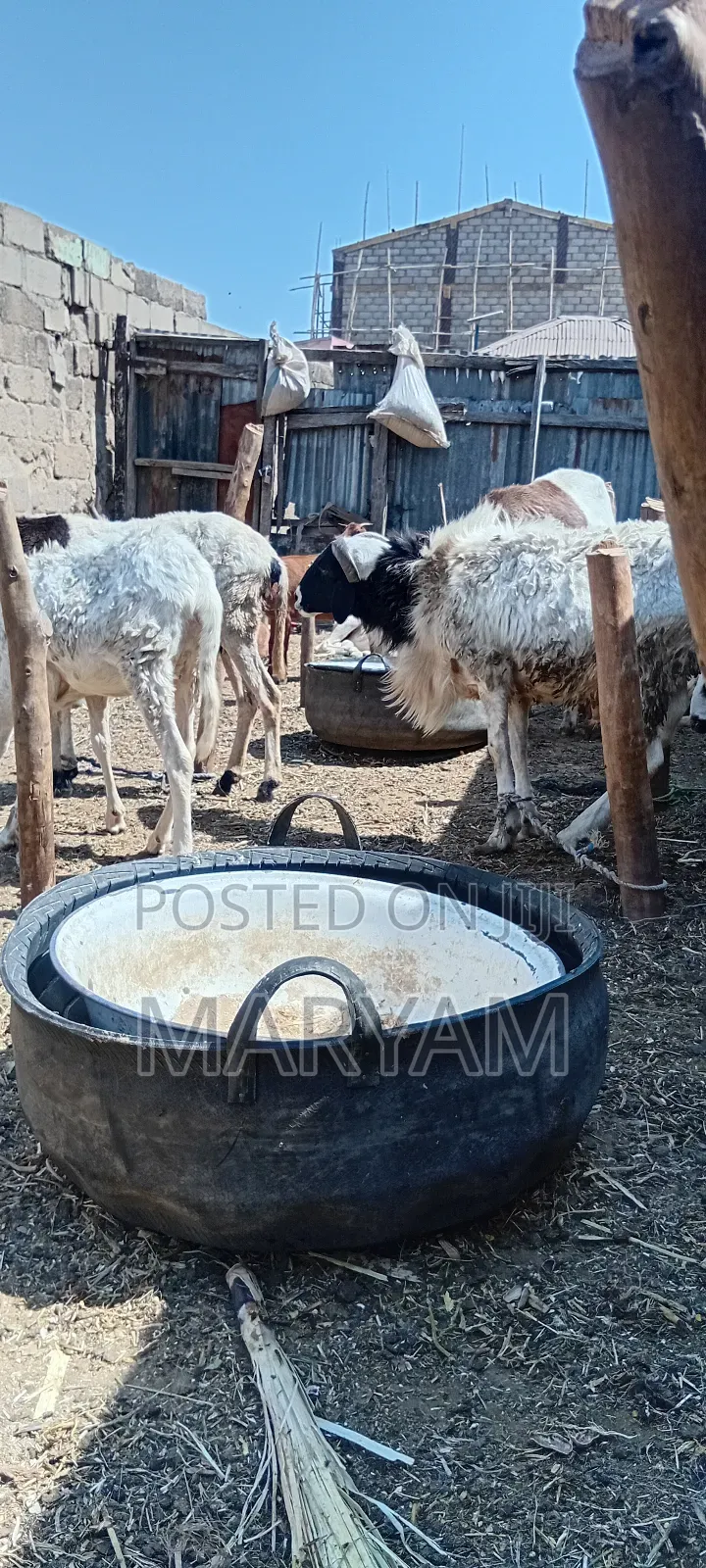 Rams for Sale in Kaduna / Kaduna State - Farm Animals, Maryam Abba ...