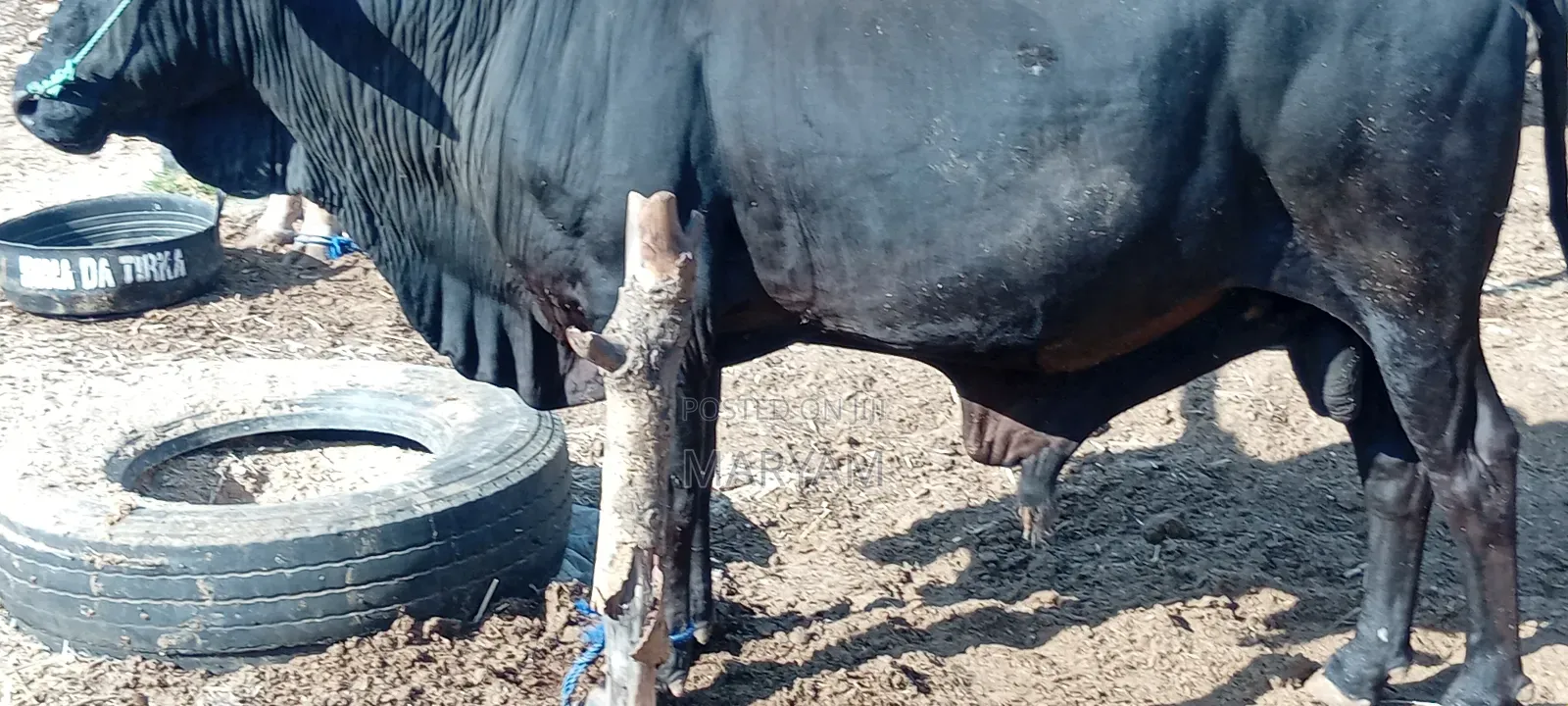 Big Cows for Sale in Kaduna / Kaduna State - Farm Animals, Maryam Abba ...