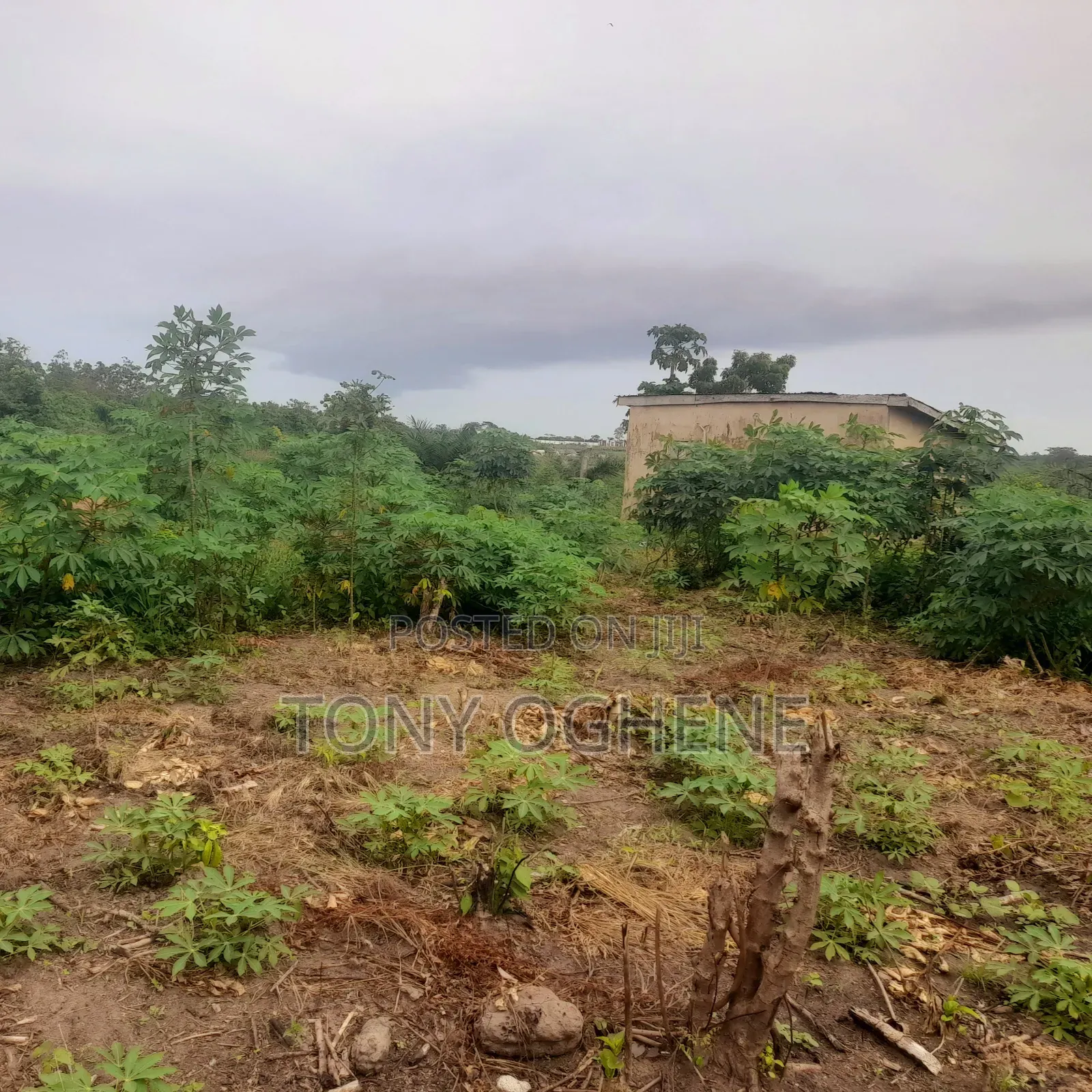 Acres Hectares of Farmland for Sale in Ajebo, Obafemi Owode, Ogun in ...