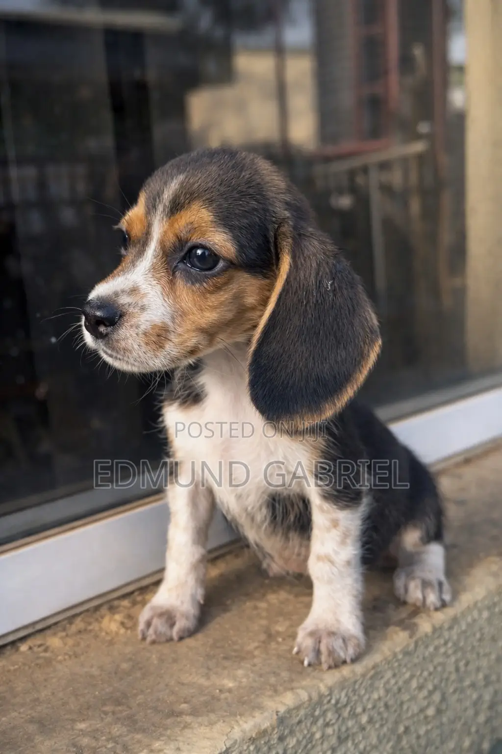 1-3 months Female Purebred Beagle in Apo District - Dogs & Puppies ...