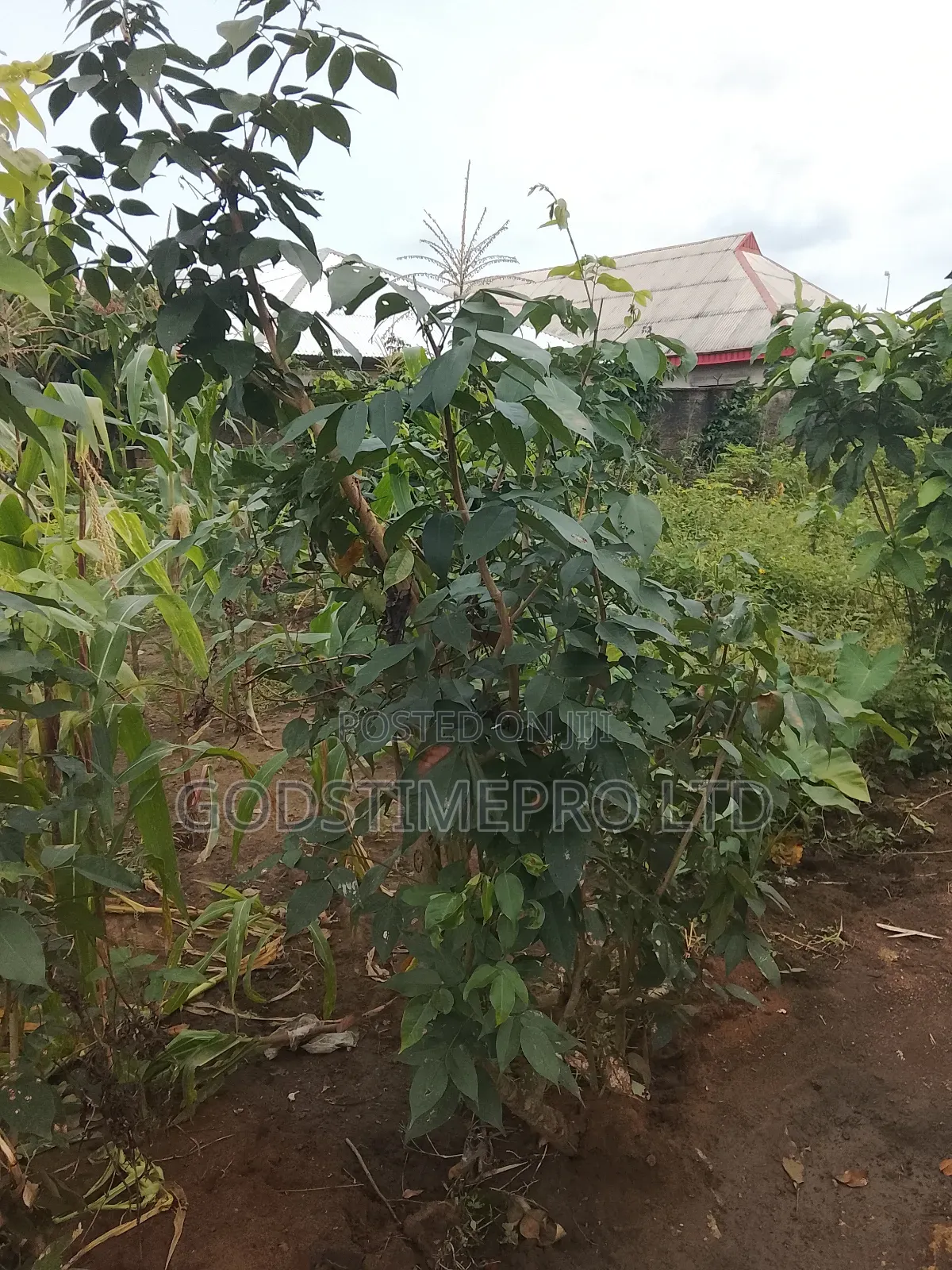 Distress:Land for Sale Eda Street Off Nwaniba Road Uyo in Uyo - Land & Plots for Sale, Godstime ...