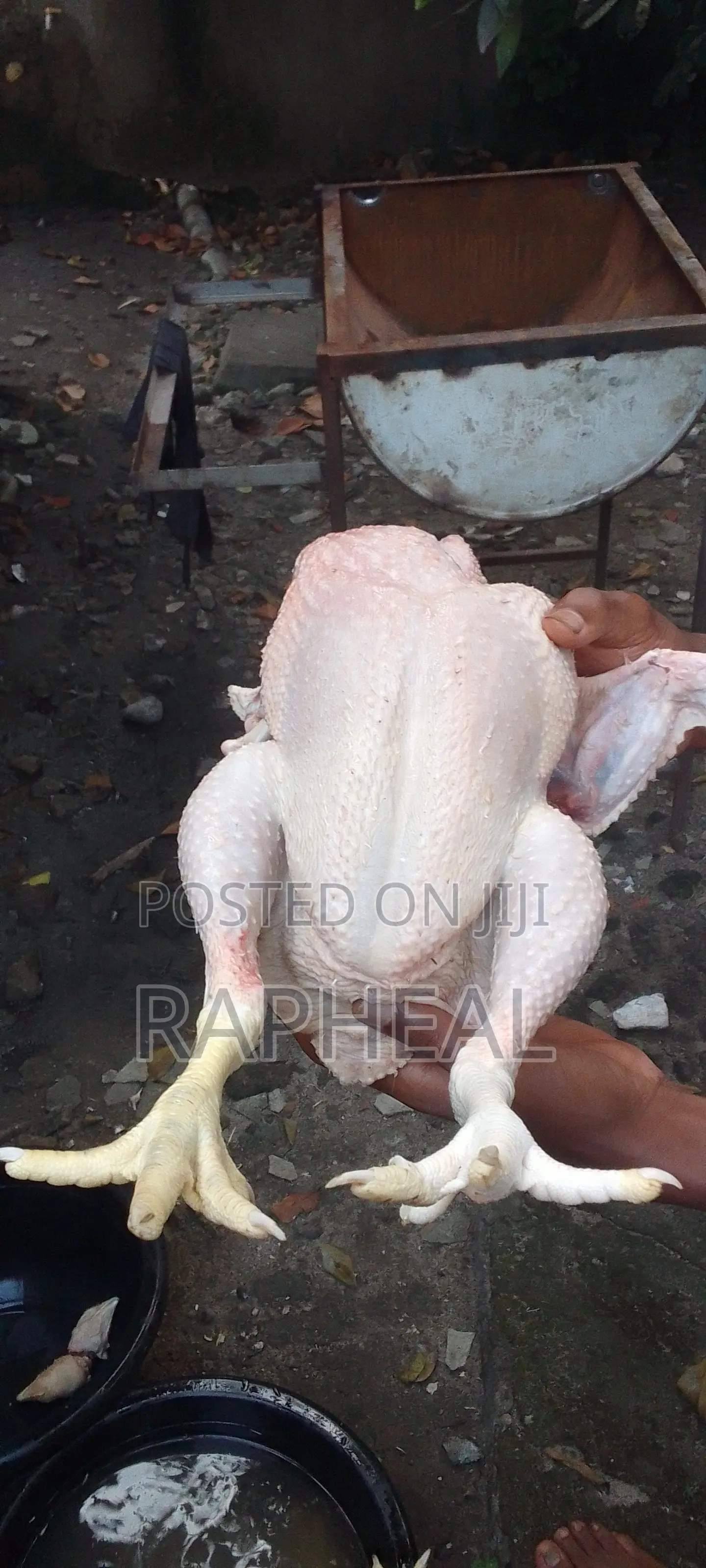 Frozen Broilers in Port-Harcourt - Food & Beverages, Rapheal Longinus ...