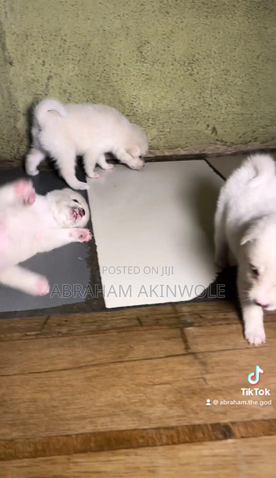 1-3 months Female Purebred American Eskimo in Kosofe - Dogs & Puppies ...