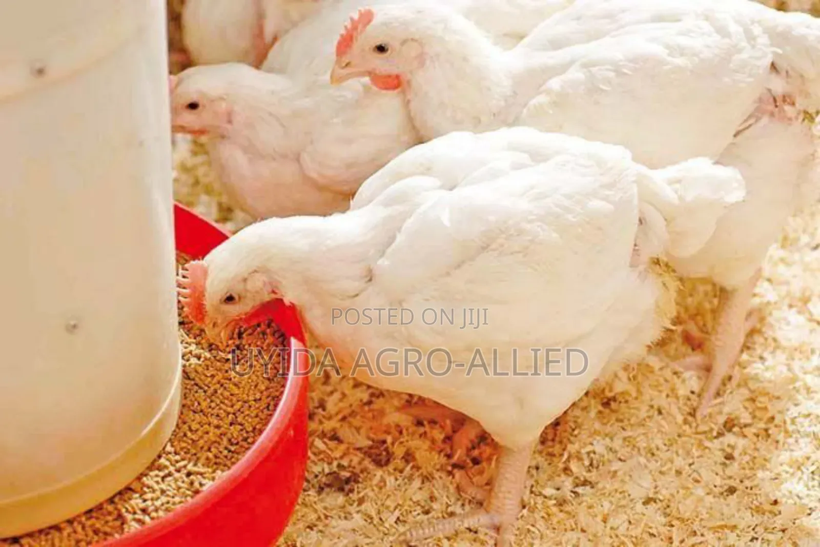 Mature Broiler Chicken in Calabar - Farm Animals, Pius Effiom | Jiji.ng