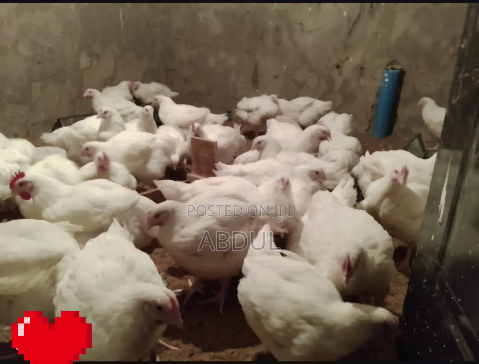 8 Weeks Broilers Chicken in Ibadan - Farm Animals, Abdul | Jiji.ng