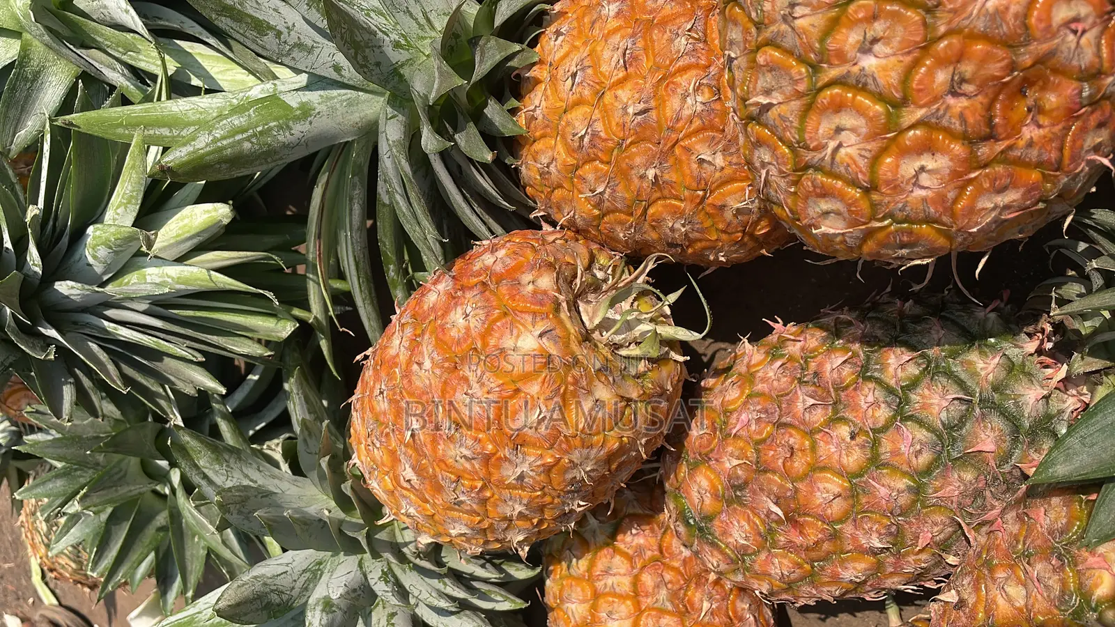 Fresh Fruits, Orange, Pineapple, Watermelon, Apple, Cabbage, Beetroot ...