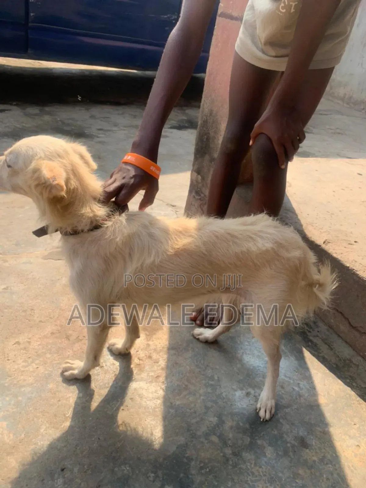 1+ year Female Purebred American Eskimo in Ojo - Dogs & Puppies ...