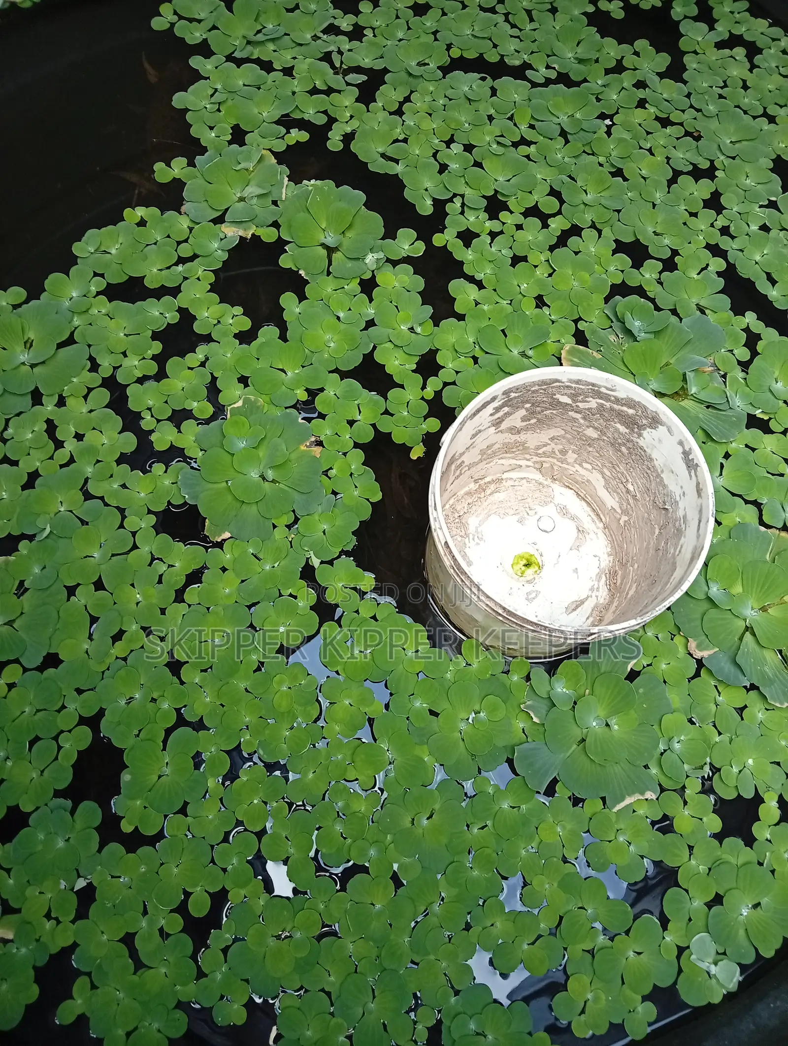 Water Lilly (20 Grams) in Epe - Feeds, Supplements & Seeds, Bezus ...