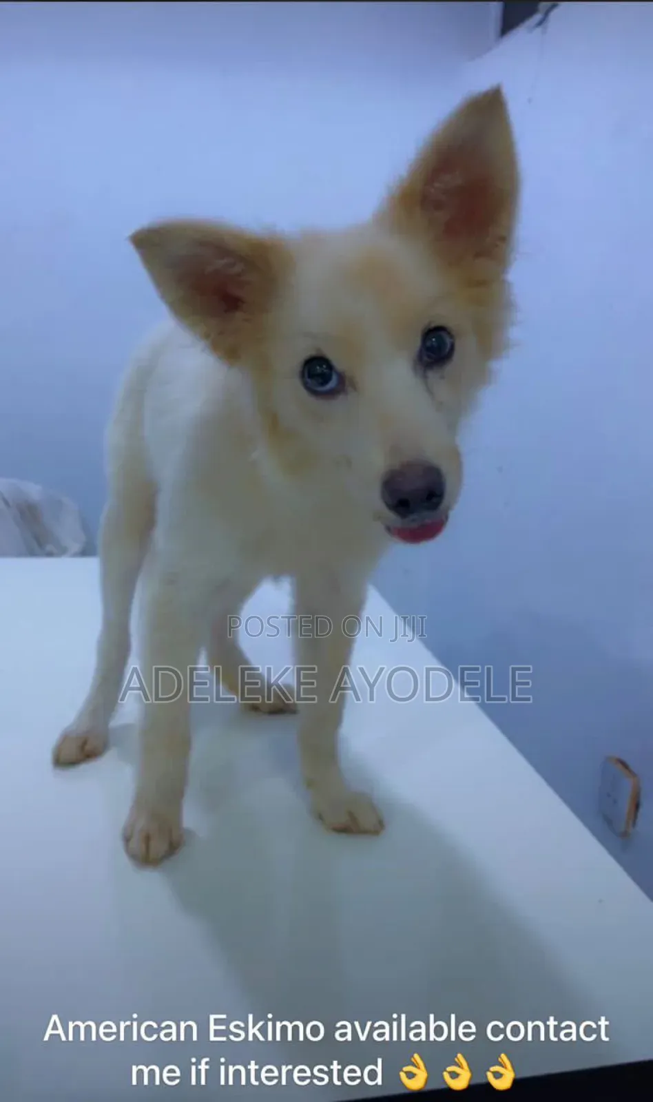 1-3 months Male Purebred American Eskimo in Ojodu - Dogs & Puppies ...