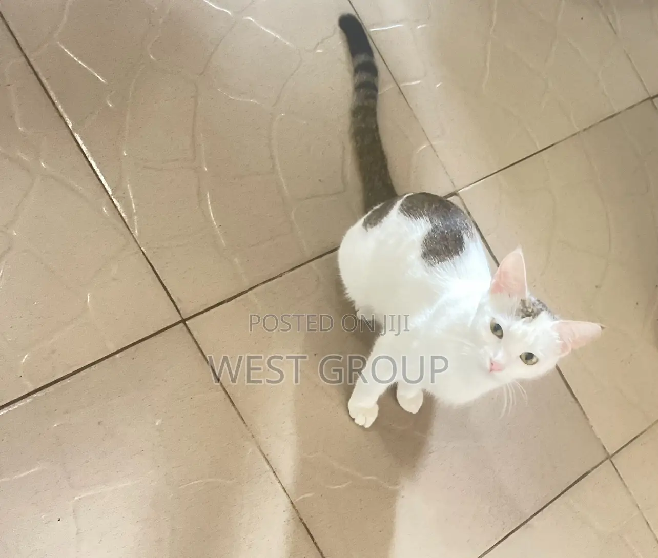 1+ year Female Mixed Breed Persian in Maitama - Cats & Kittens, Elijah ...