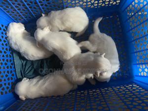 1-3 months Female Purebred American Eskimo in Kubwa - Dogs & Puppies ...