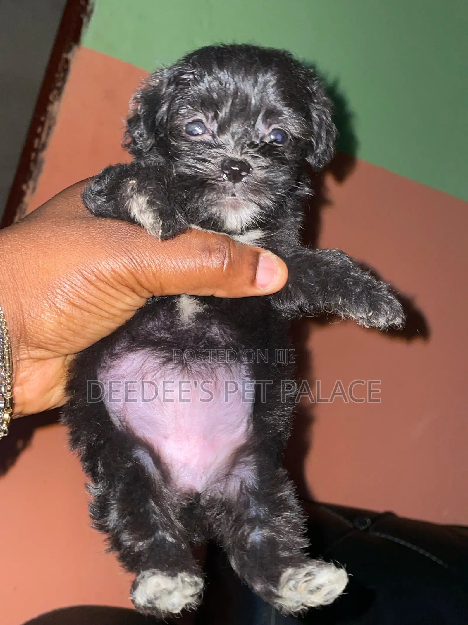 1-3 months Female Purebred Lhasa Apso in Port-Harcourt - Dogs & Puppies ...