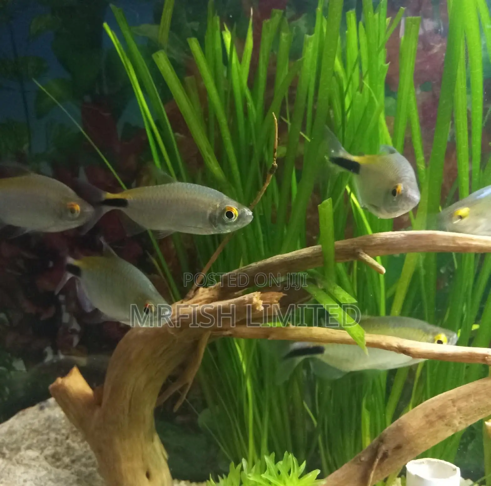 Alestes Tetra in Alimosho - Fish, Israel Adediran | Jiji.ng