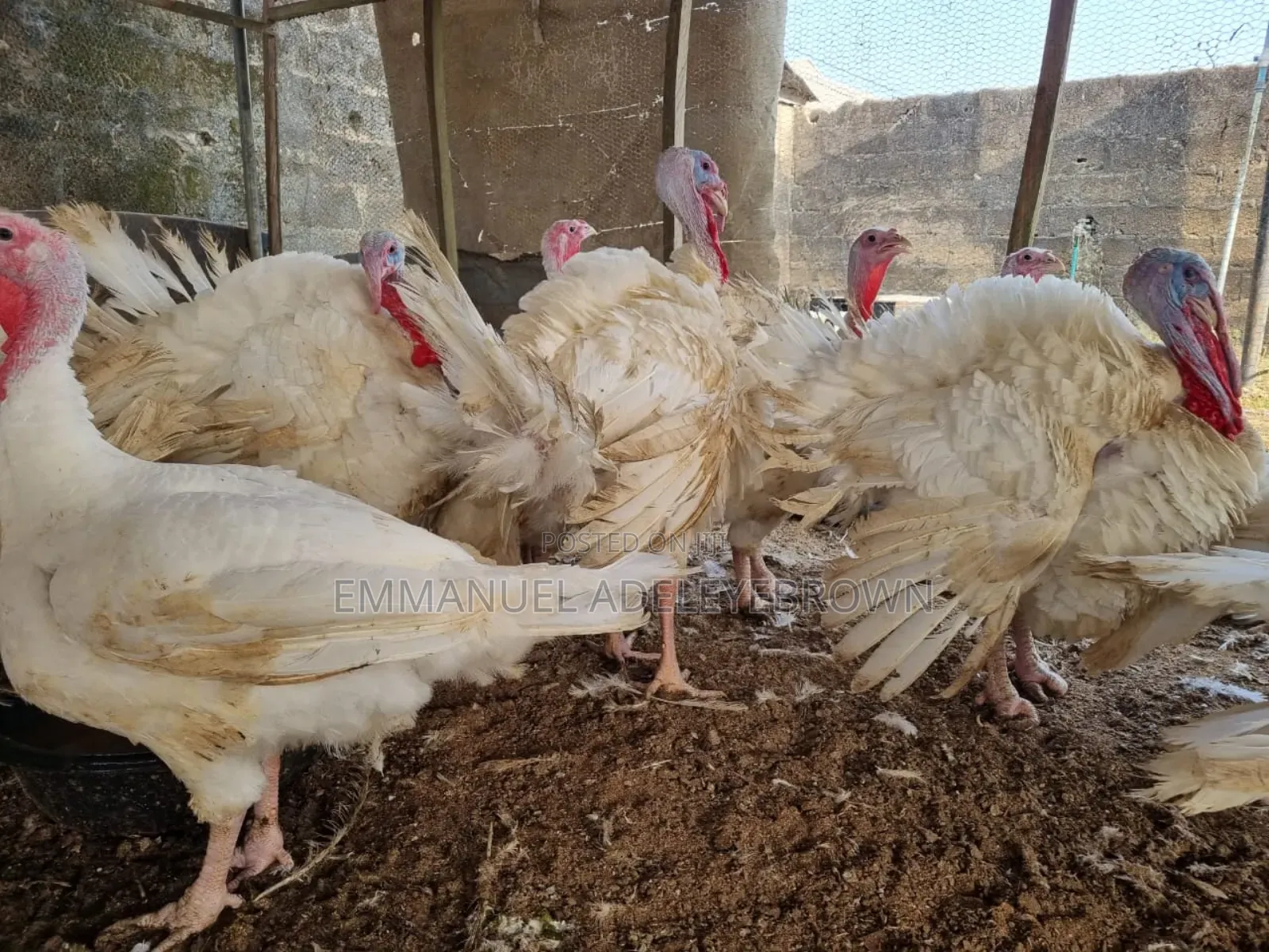 Matured Imported Turkeys for Sale in Abule Egba - Farm Animals ...