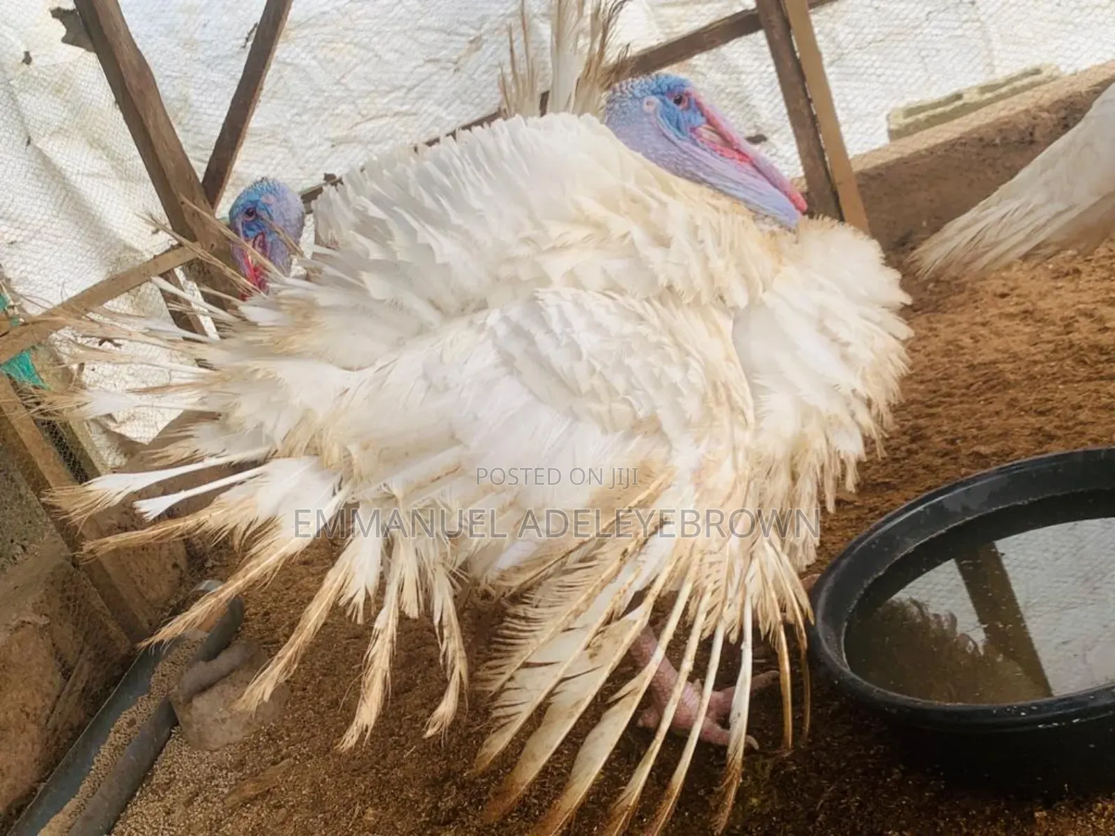 Matured Imported Turkeys for Sale in Abule Egba - Farm Animals ...