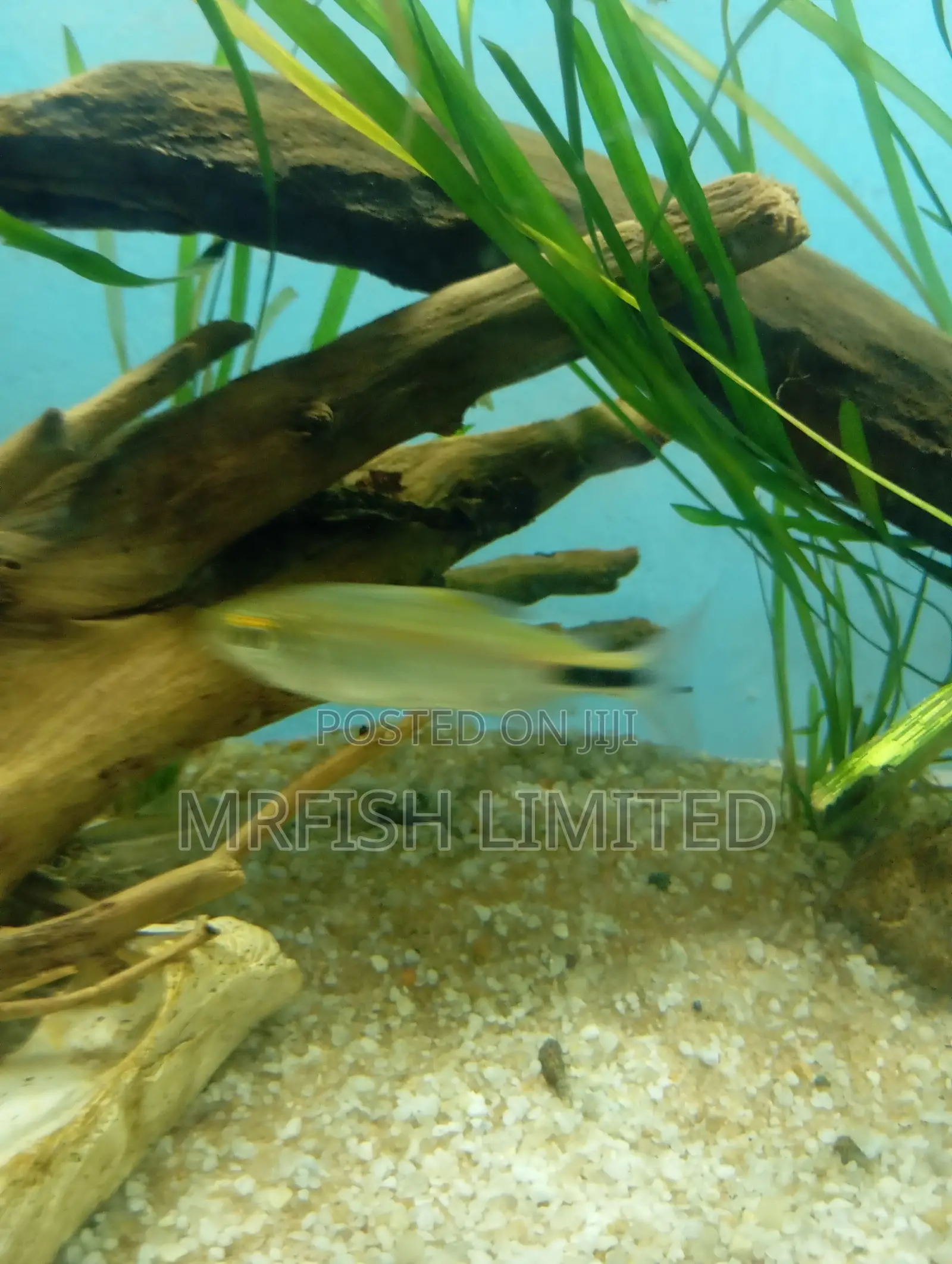 Alestes Tetra in Alimosho - Fish, Israel Adediran | Jiji.ng