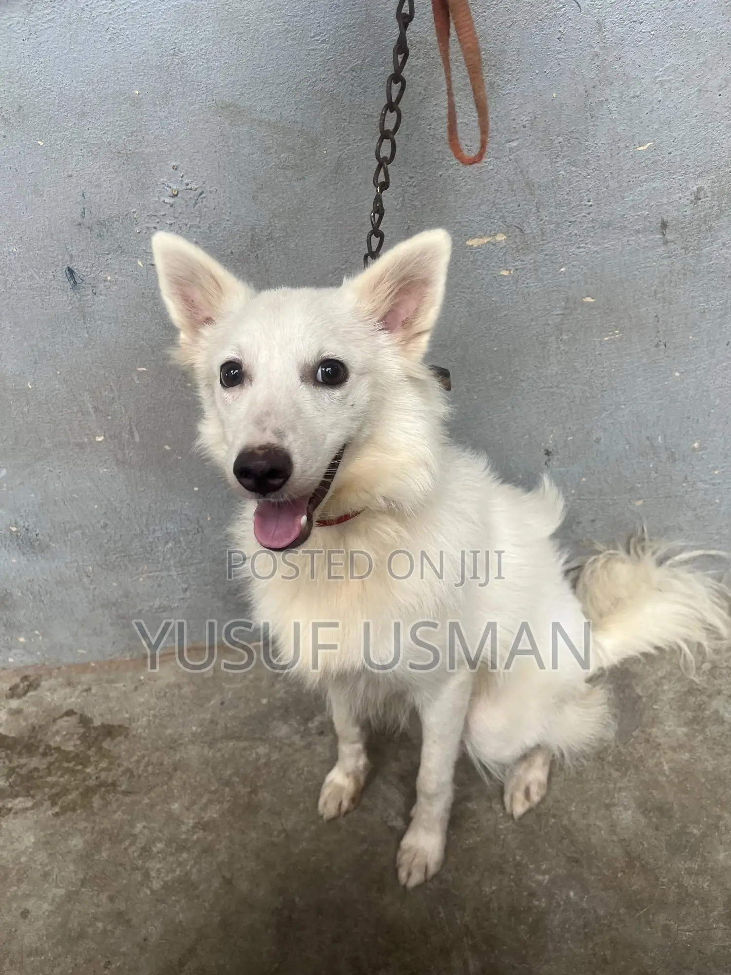 6-12 months Male Purebred American Eskimo in Lagos Island (Eko) - Dogs ...