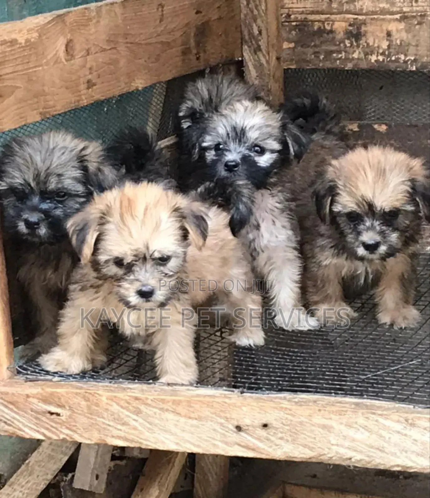1-3 months Female Purebred Lhasa Apso in Obafemi-Owode - Dogs & Puppies ...
