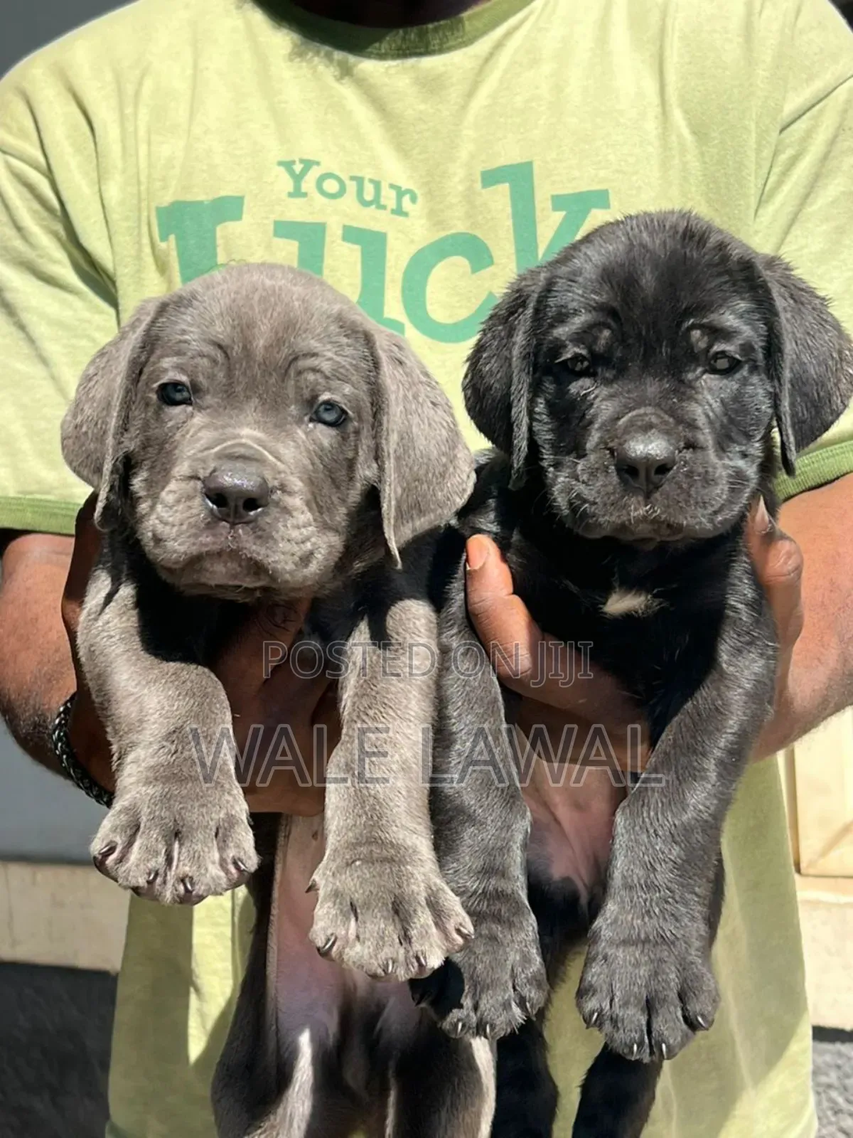 1-3 months Female Purebred Cane Corso in Karu - Dogs & Puppies, Wale ...