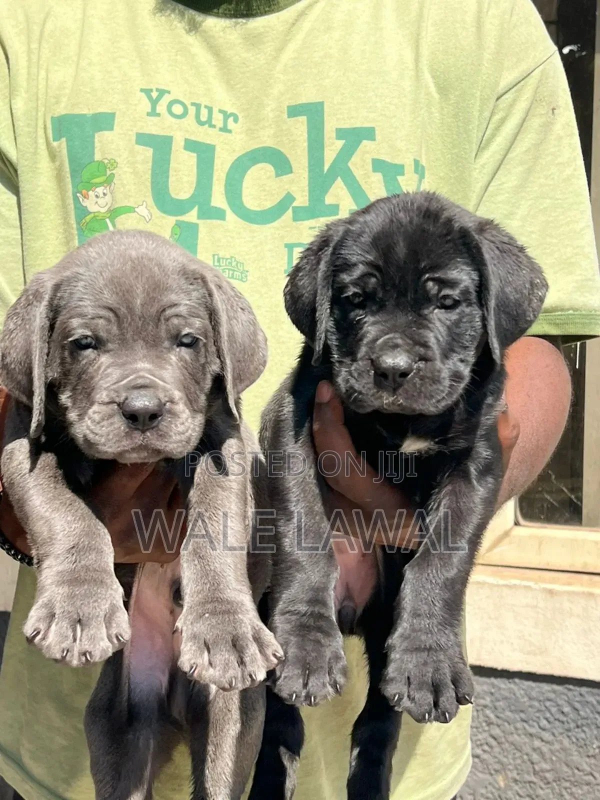1-3 months Female Purebred Cane Corso in Karu - Dogs & Puppies, Wale ...