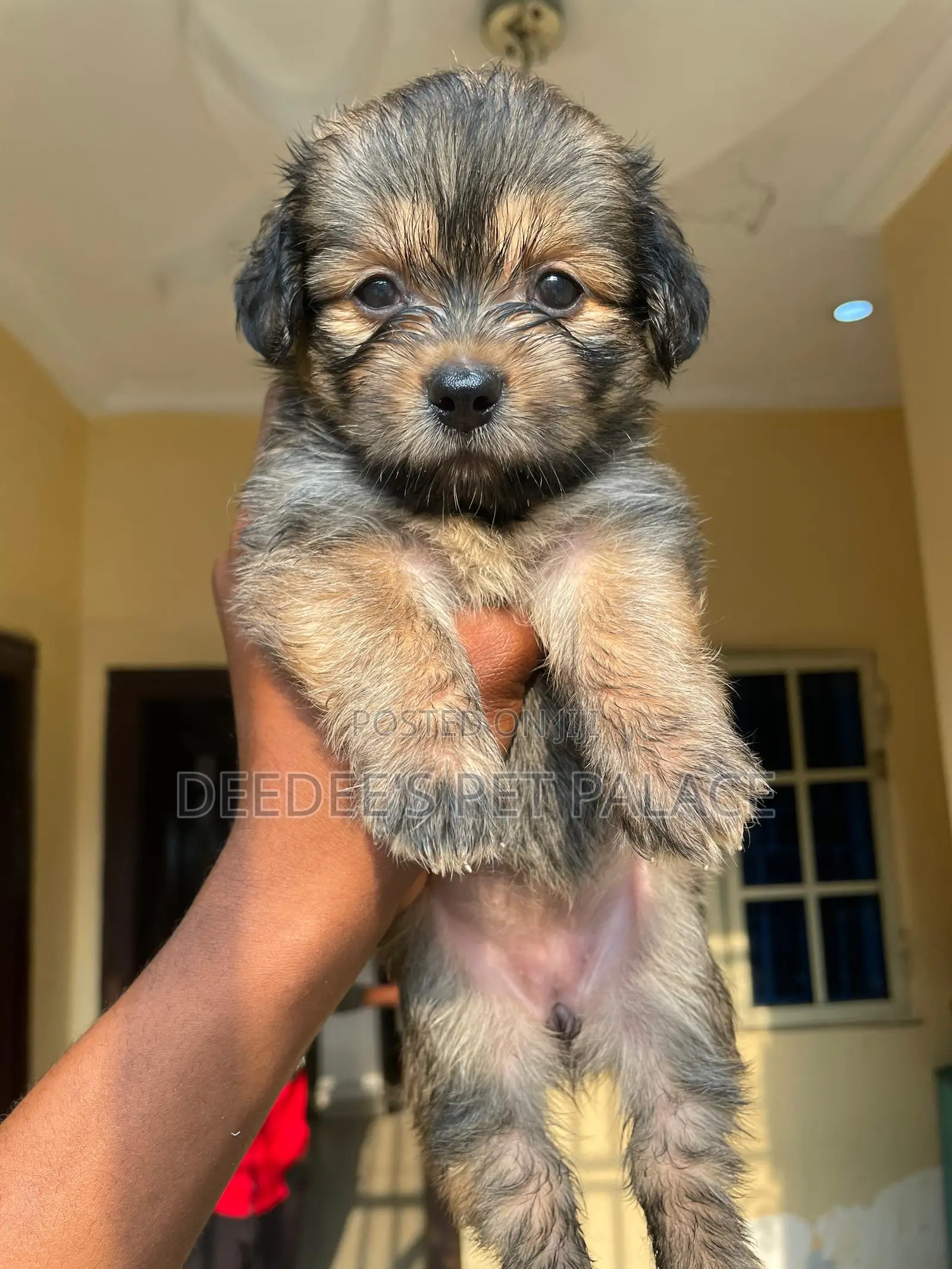 1-3 months Female Purebred Lhasa Apso in Port-Harcourt - Dogs & Puppies ...