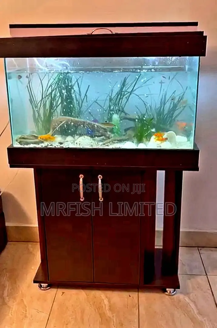 Natural System Aquarium in Alimosho - Fish, Israel Adediran | Jiji.ng