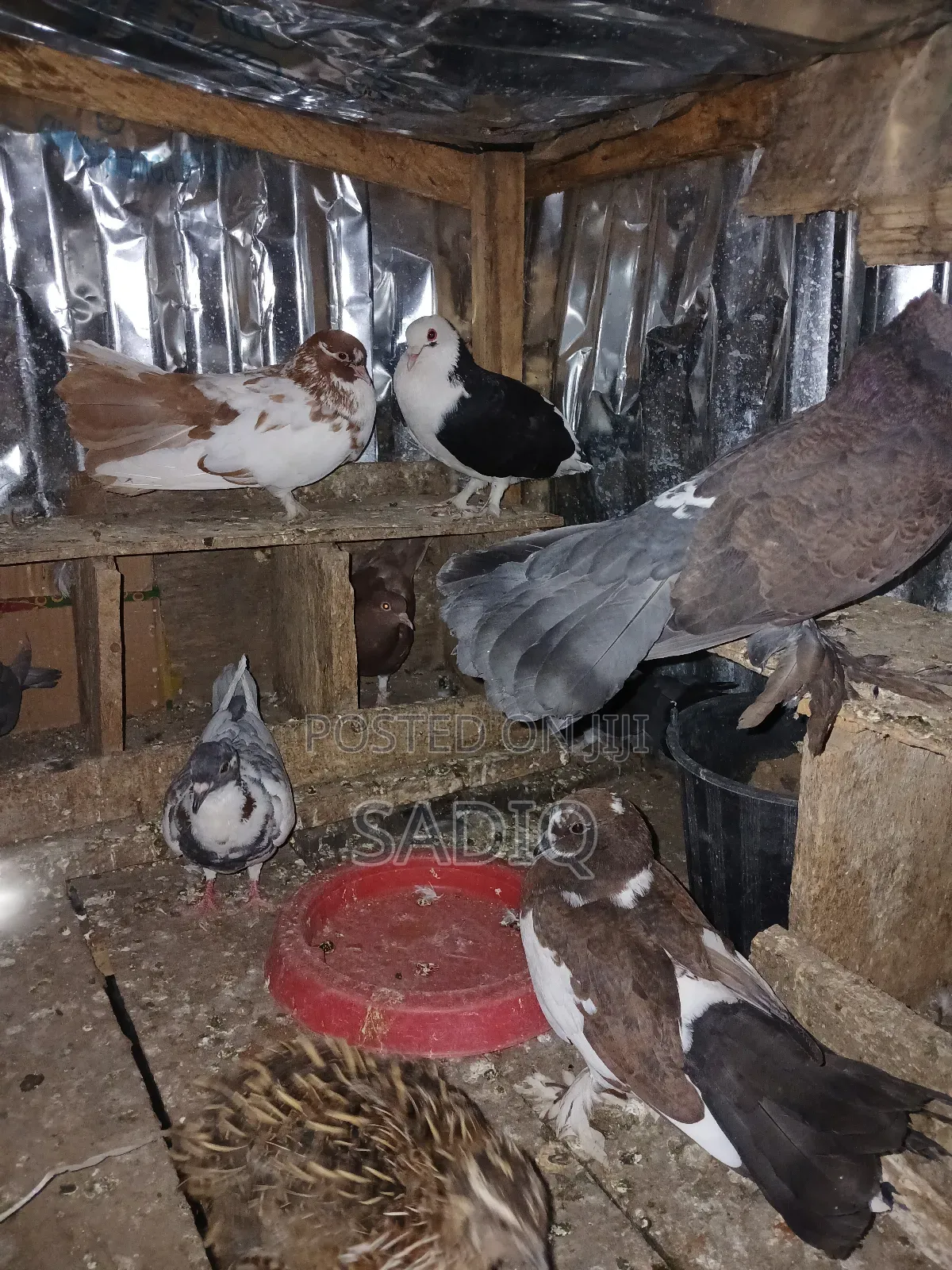 Fantail Pigeon in Bwari - Birds, Sadiq Muhammad | Jiji.ng