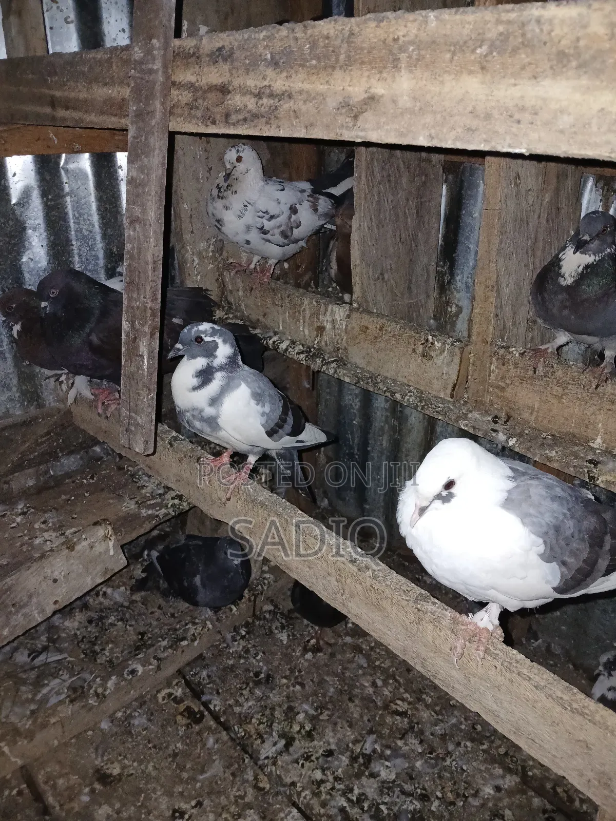 Fantail Pigeon in Bwari - Birds, Sadiq Muhammad | Jiji.ng