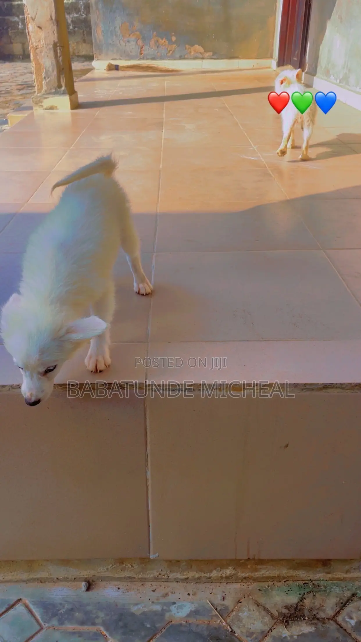 1-3 months Male Purebred American Eskimo in Ado-Odo/Ota - Dogs ...