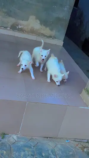 1-3 months Male Purebred American Eskimo in Ado-Odo/Ota - Dogs ...