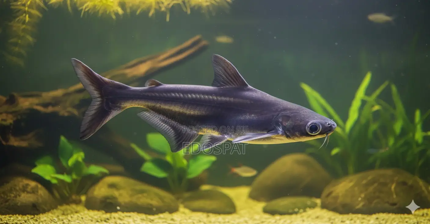 Pangasius Shark- Peaceful Aquarium Fish in Surulere - Fish, Edos Pat ...